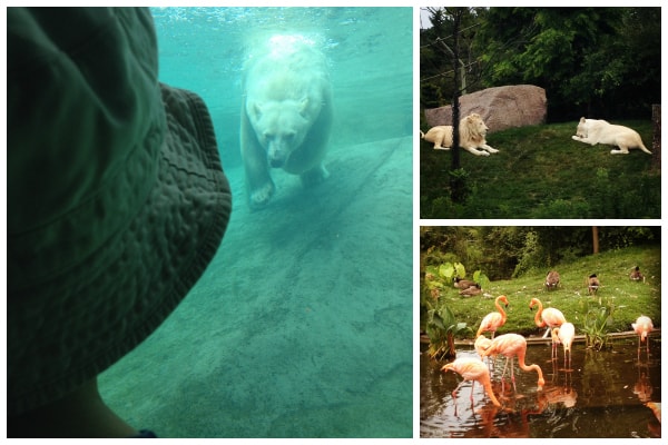 The Toronto Zoo - A Family Favourite From Day One